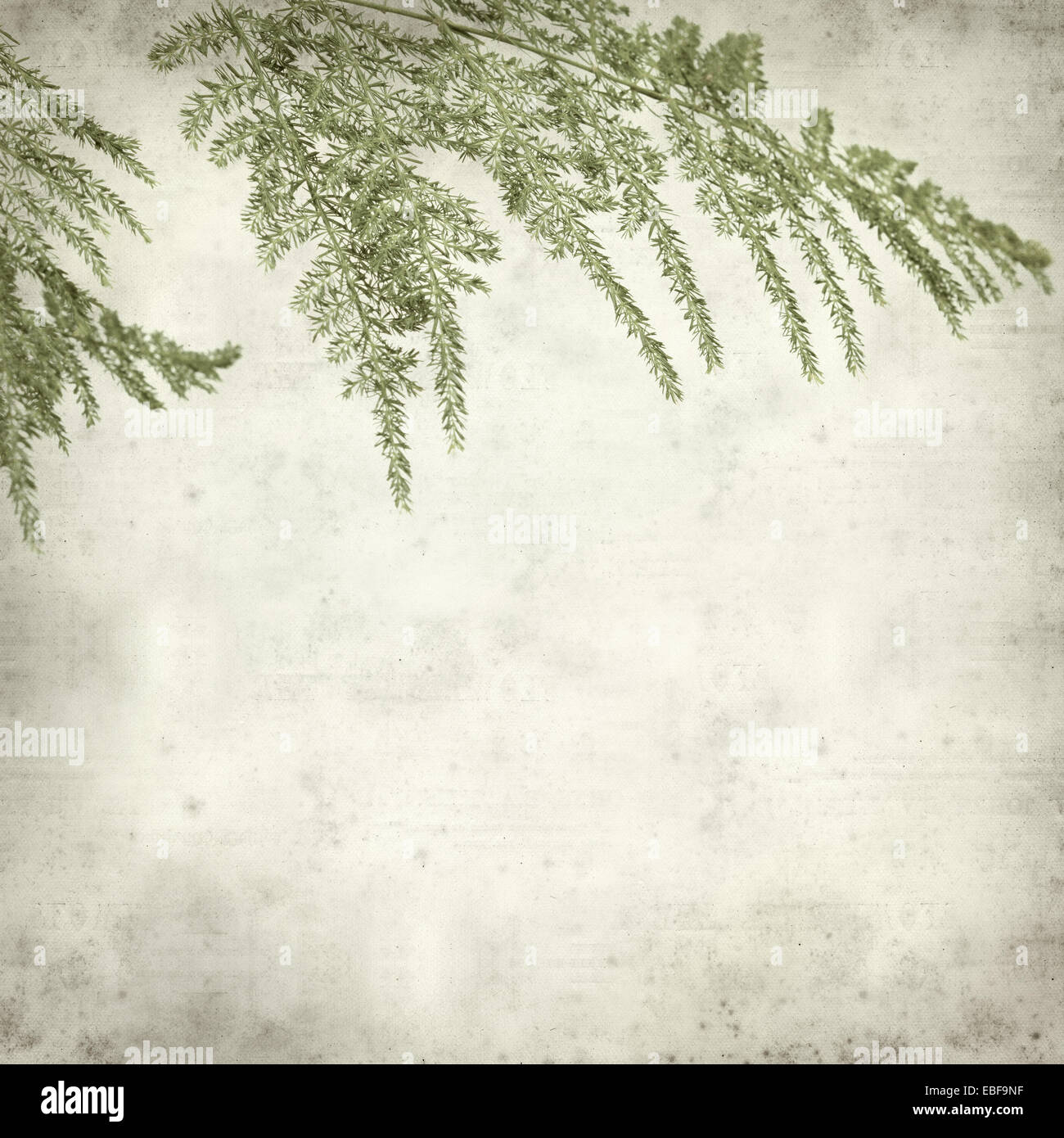 textured old paper background with Lace Fern leaf Stock Photo - Alamy