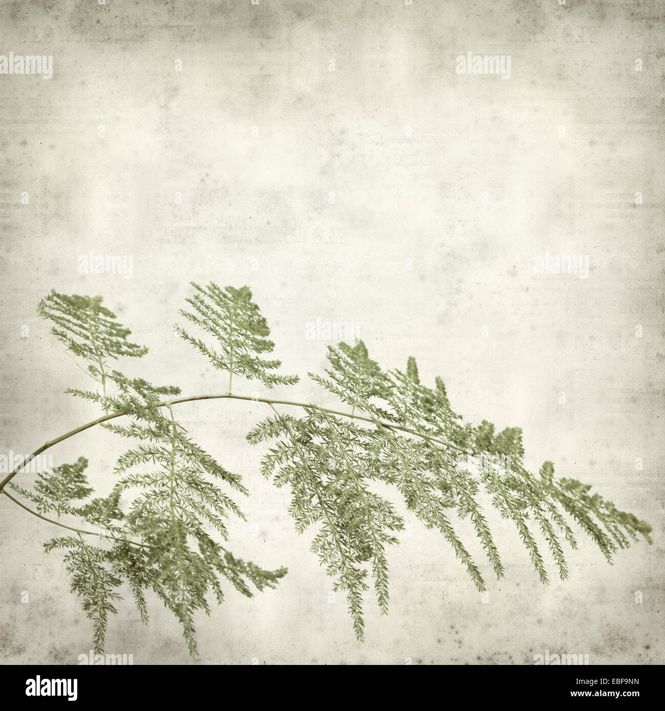 textured old paper background with Lace Fern leaf Stock Photo - Alamy