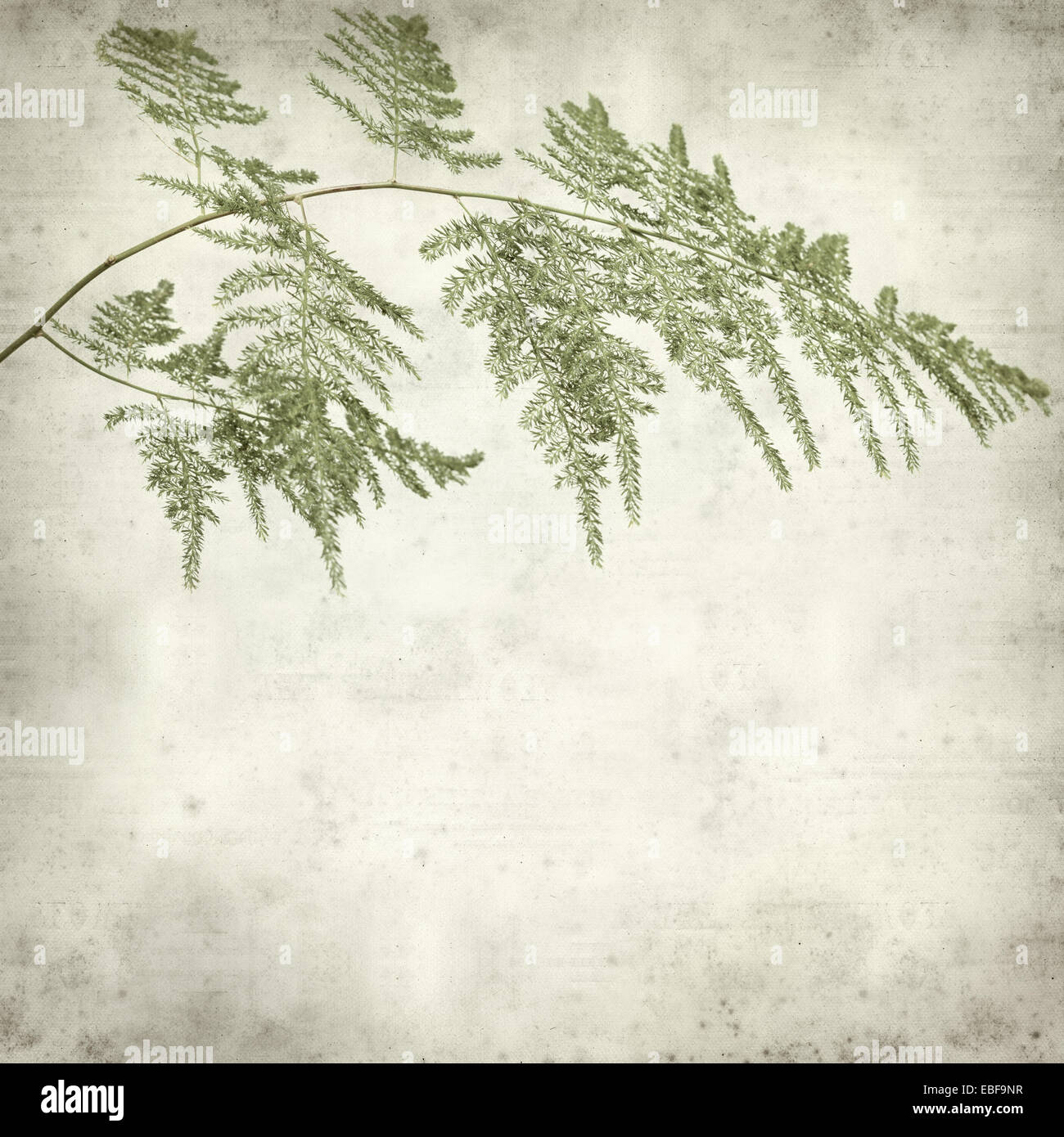textured old paper background with Lace Fern leaf Stock Photo - Alamy