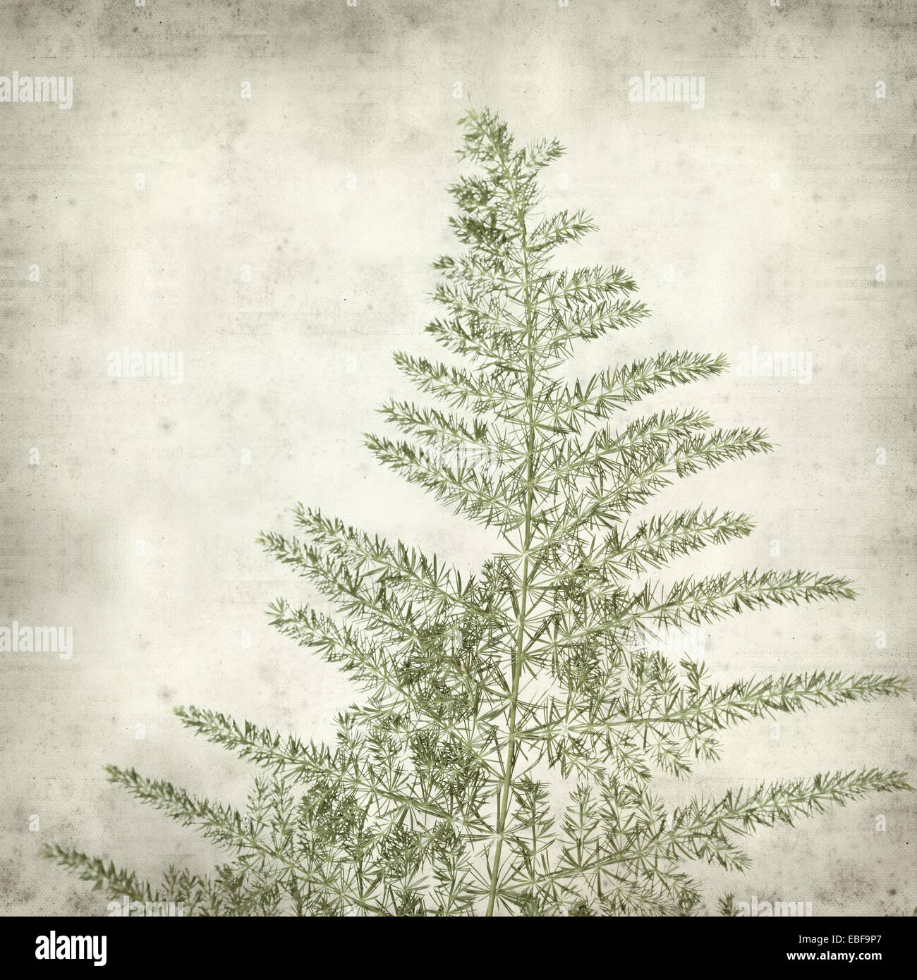 textured old paper background with Lace Fern leaf Stock Photo - Alamy