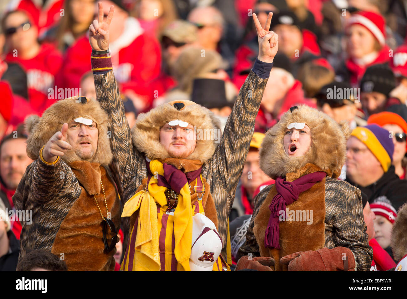November 29, 2014: Three Minnesota fans sit among a host of Badger fans ...