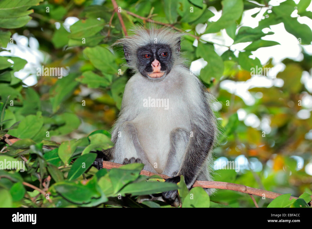Endangered Zanzibar red colobus monkey (Procolobus kirkii), Jozani ...