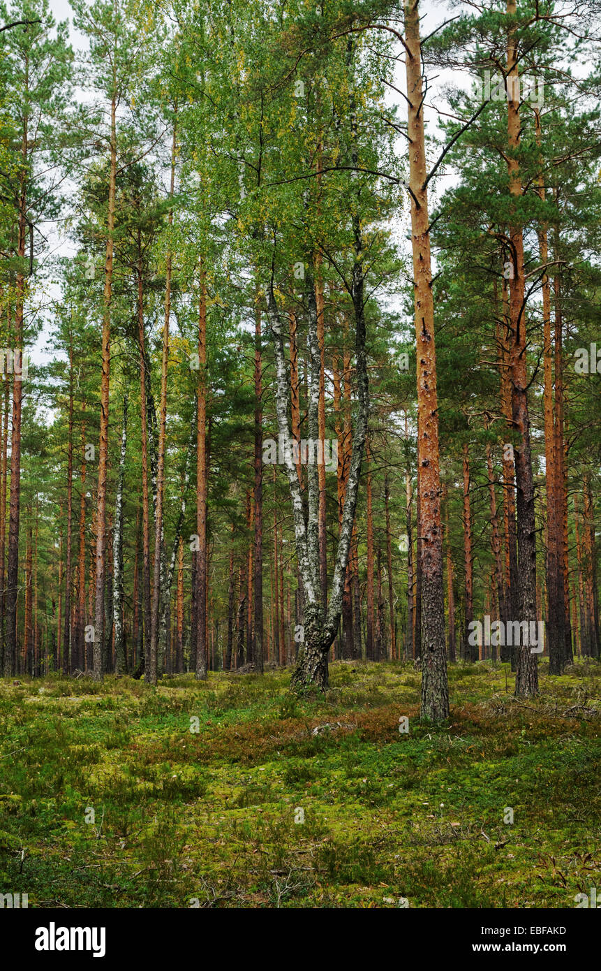 Pine forest landscape Stock Photo - Alamy