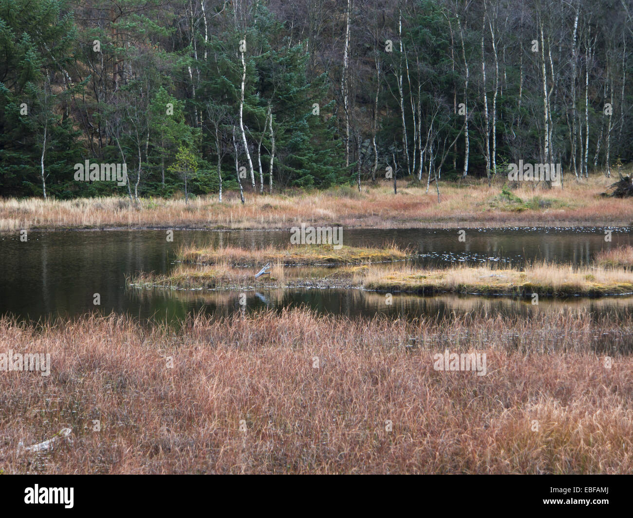 Small woodland lake and bog in late autumn, dry shrubs, conifer and ...