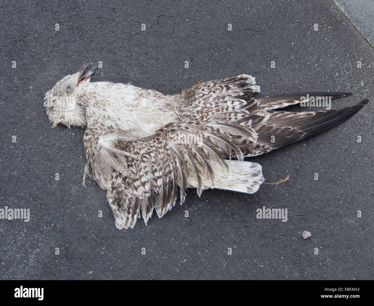 Dead young seagull on tarmac, roadkill in Jaeren Norway Stock Photo - Alamy
