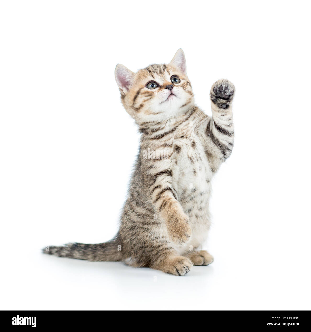 playful kitten cat Stock Photo - Alamy