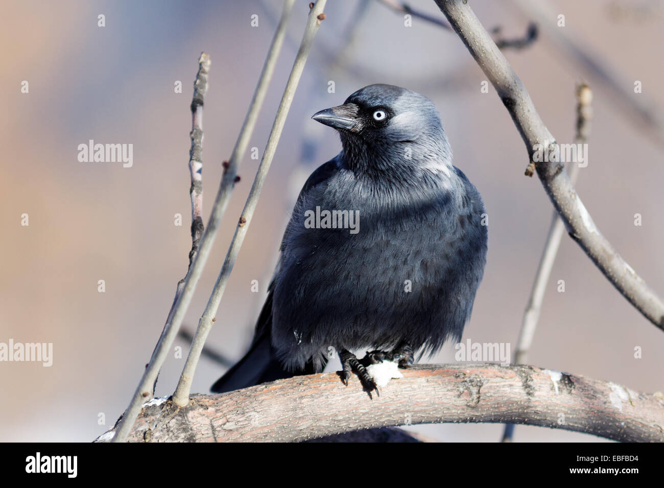 Jackdaw roost hi-res stock photography and images - Alamy