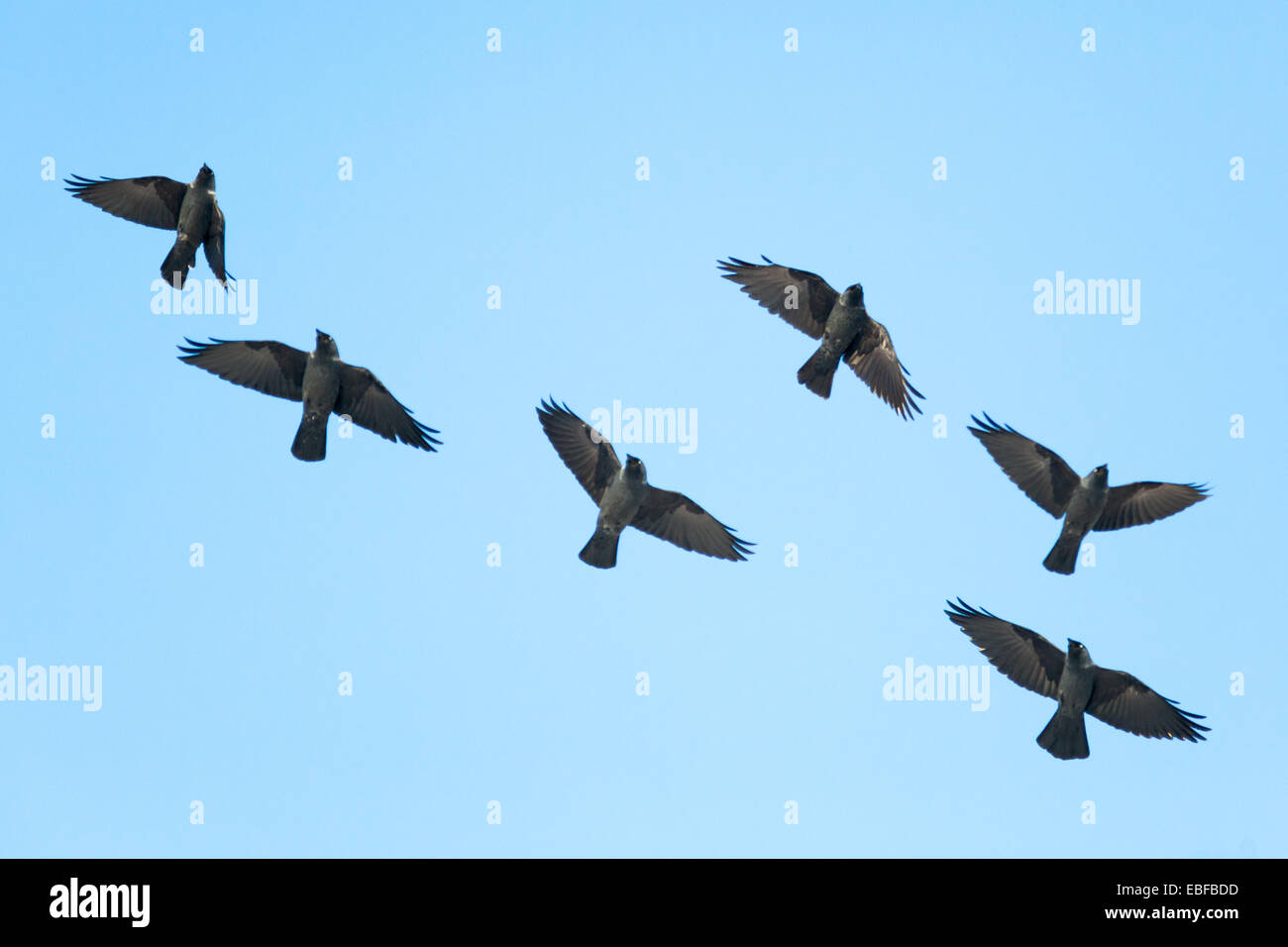 Multitude birds Cut Out Stock Images & Pictures - Alamy