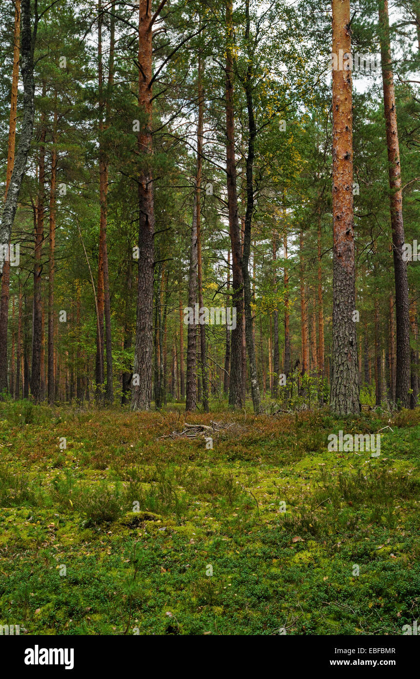 Pine forest landscape Stock Photo - Alamy
