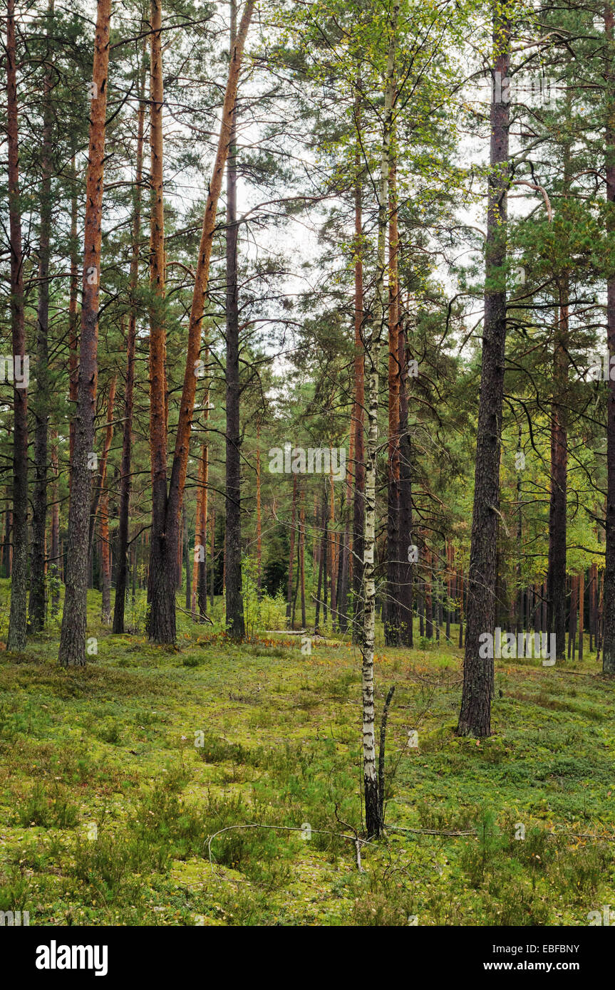 Pine forest landscape Stock Photo - Alamy