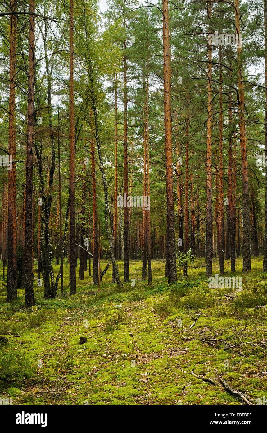 Pine forest landscape Stock Photo - Alamy