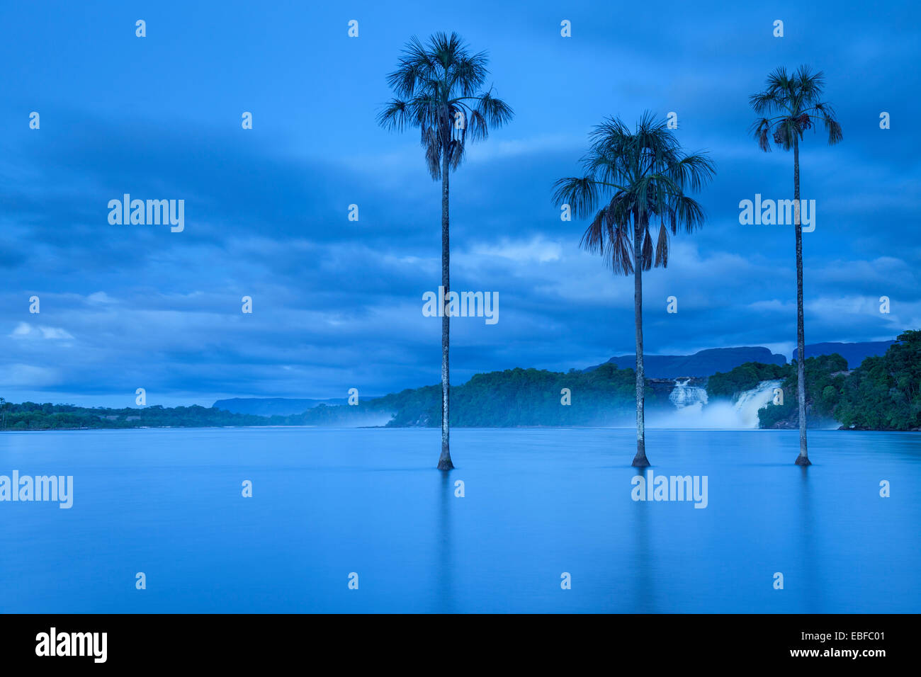 Palm tree venezuela hi-res stock photography and images - Alamy