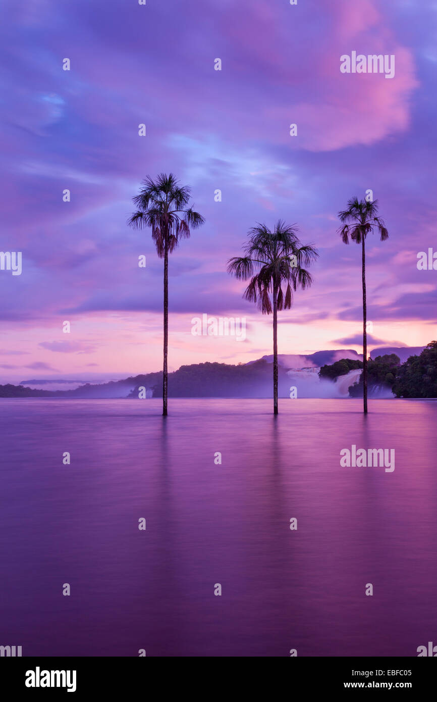 Palm tree venezuela hi-res stock photography and images - Alamy
