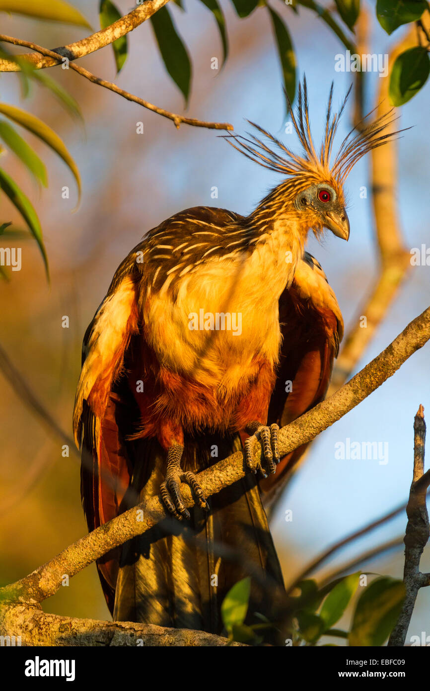 A Hoatzin bird (Opisthocomus hoazin) on a tree branch, Los Ilanos del ...