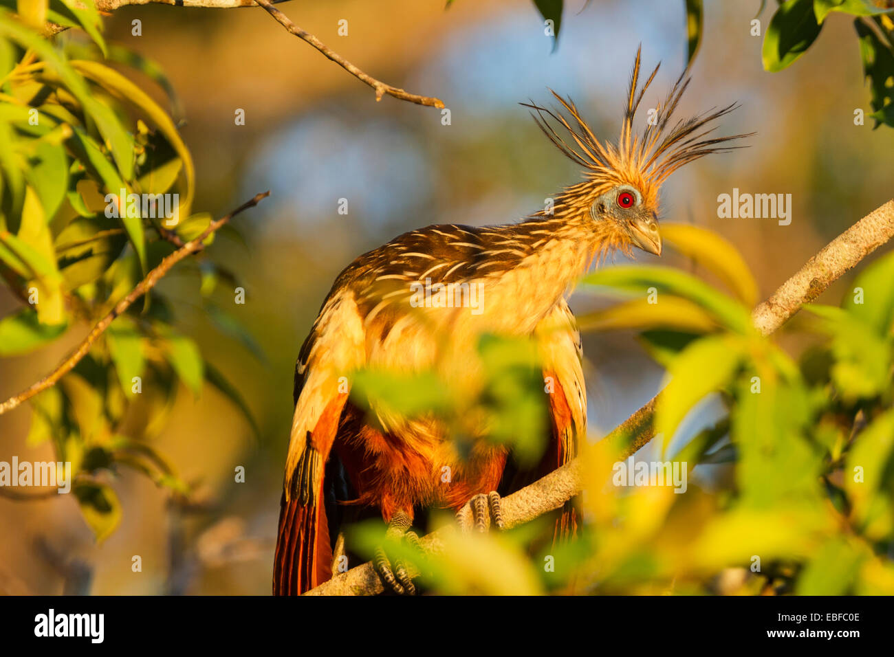 A Hoatzin bird (Opisthocomus hoazin) on a tree branch, Los Ilanos del ...