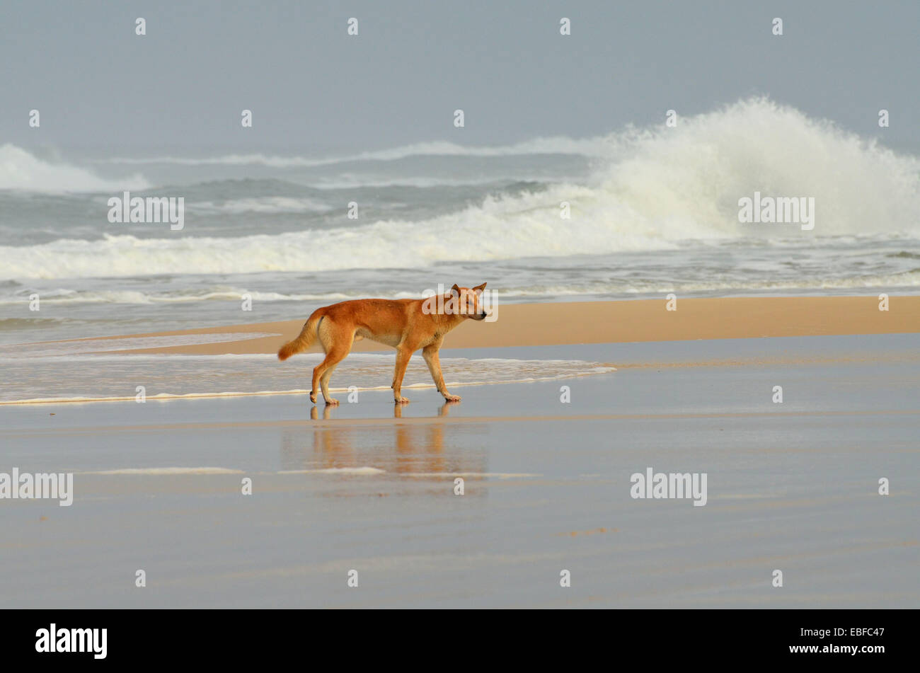 Australian dingo hi-res stock photography and images - Alamy