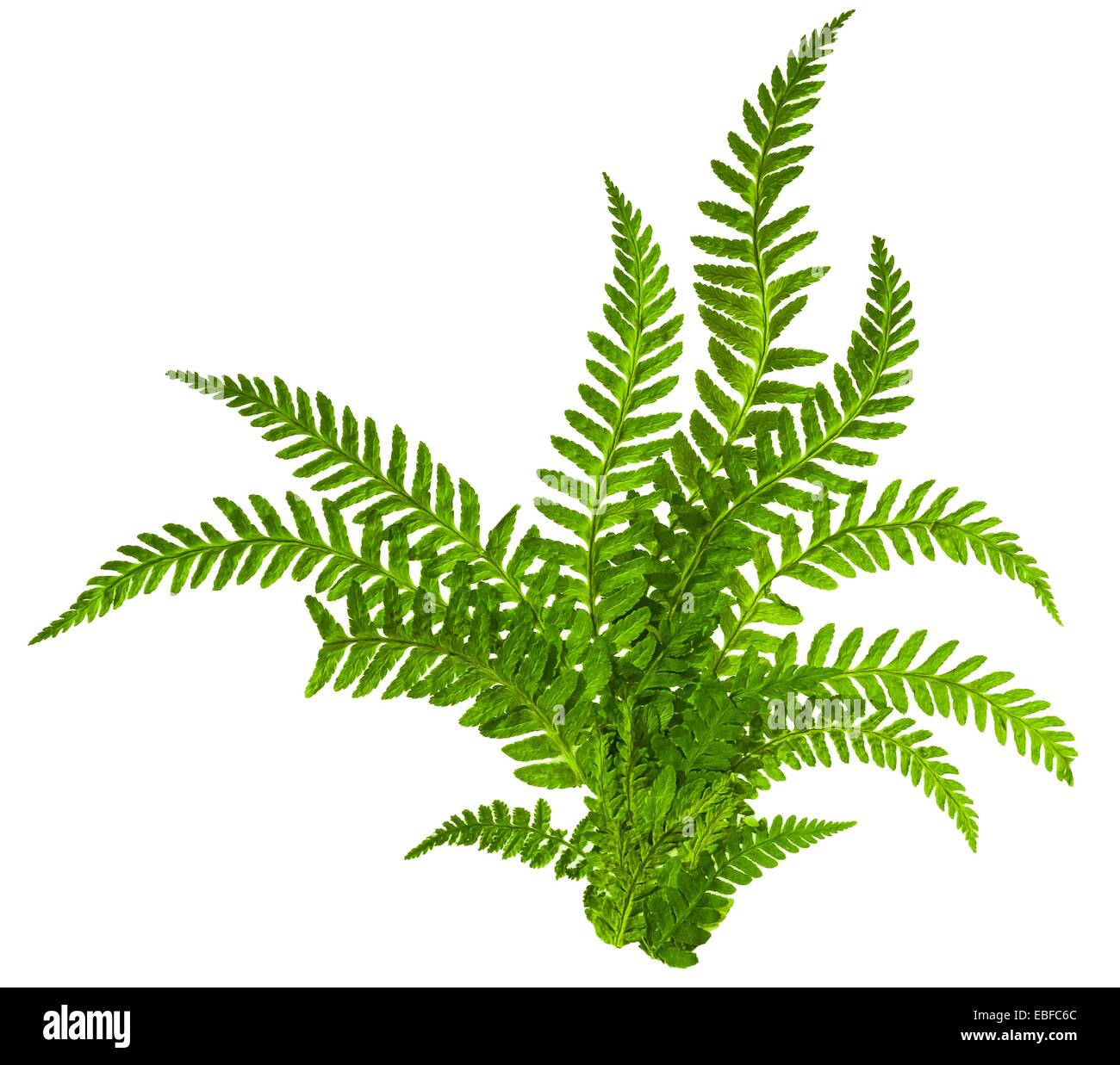 Ferns and leaves Cut Out Stock Images & Pictures - Alamy