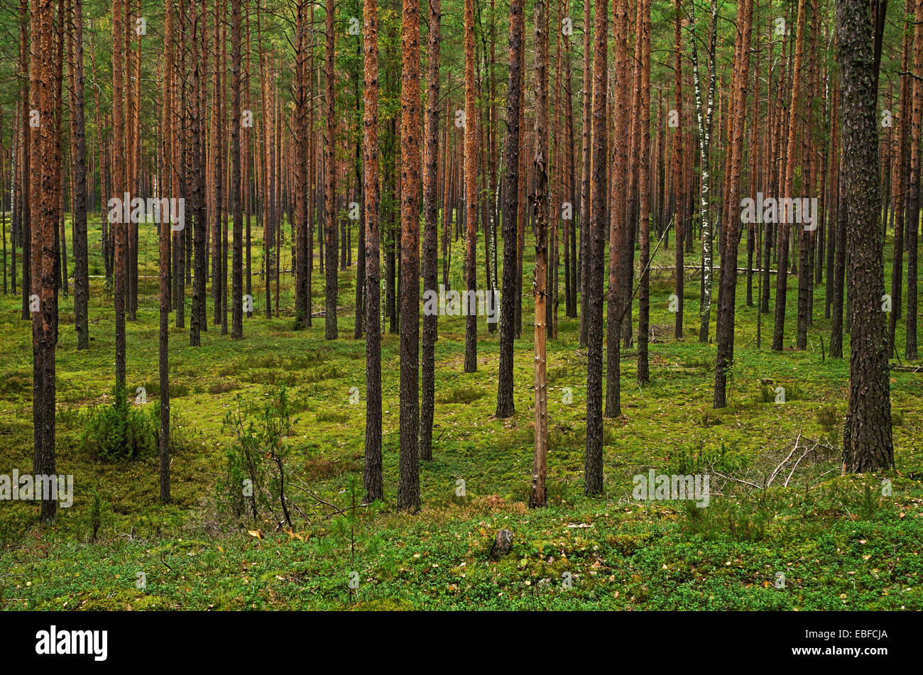 Pine forest landscape Stock Photo - Alamy