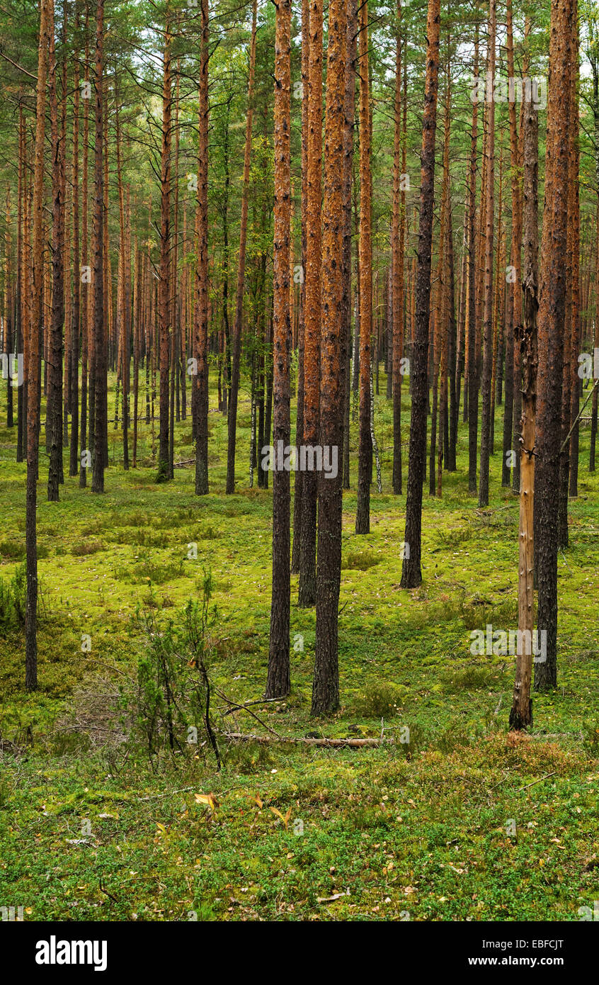 Pine forest landscape Stock Photo - Alamy