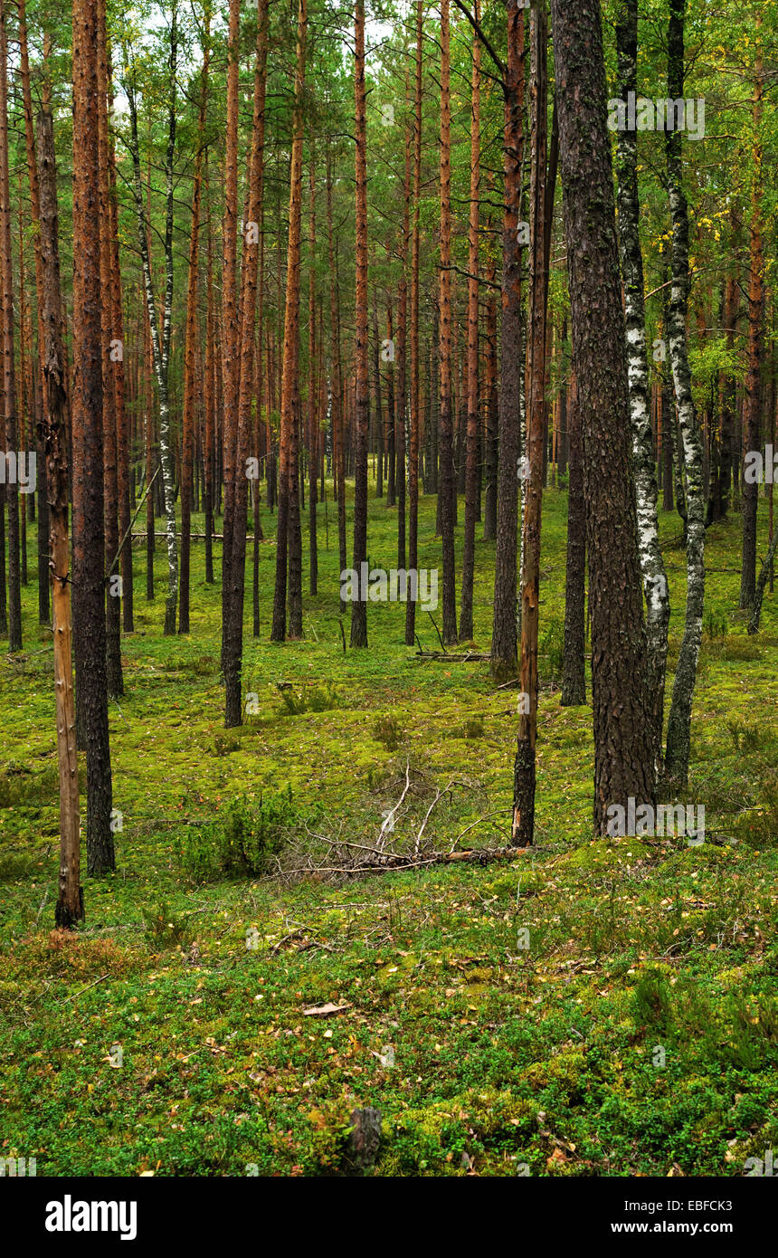 Pine forest landscape Stock Photo - Alamy