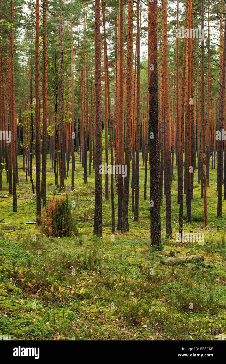 Pine forest landscape Stock Photo - Alamy