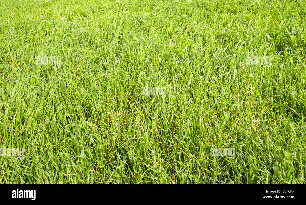 Green grass seamless texture. Seamless in only horizontal dimension ...