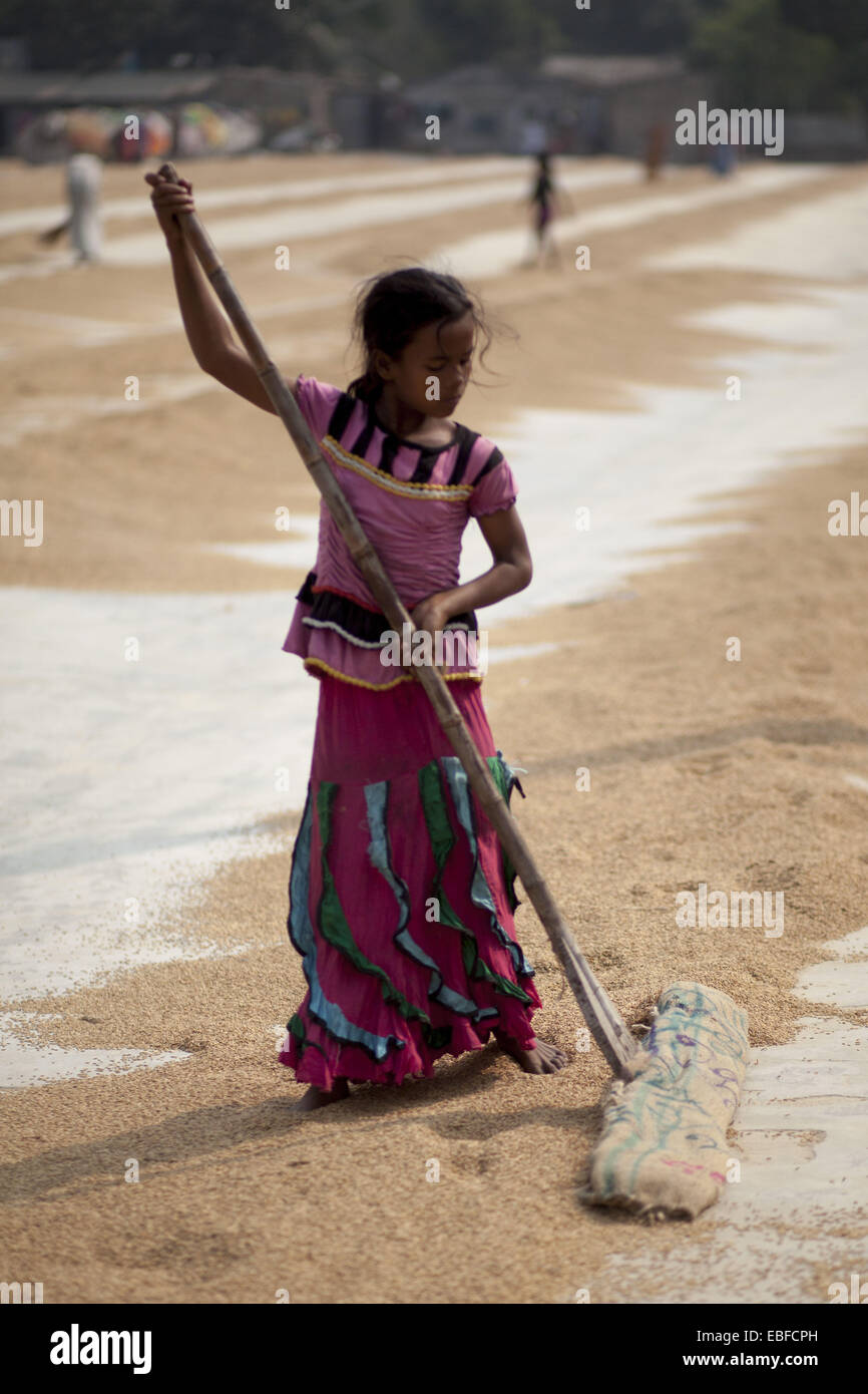 Voirob, Bangladesh. 30th Nov, 2014. Tania age of 10 working in a rice ...