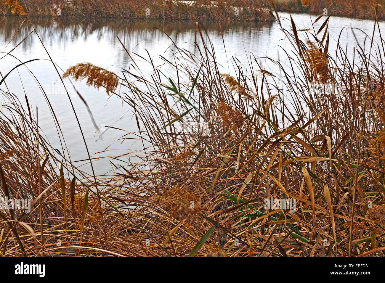 Feathered Reed Grasses in Winter Stock Photo - Alamy