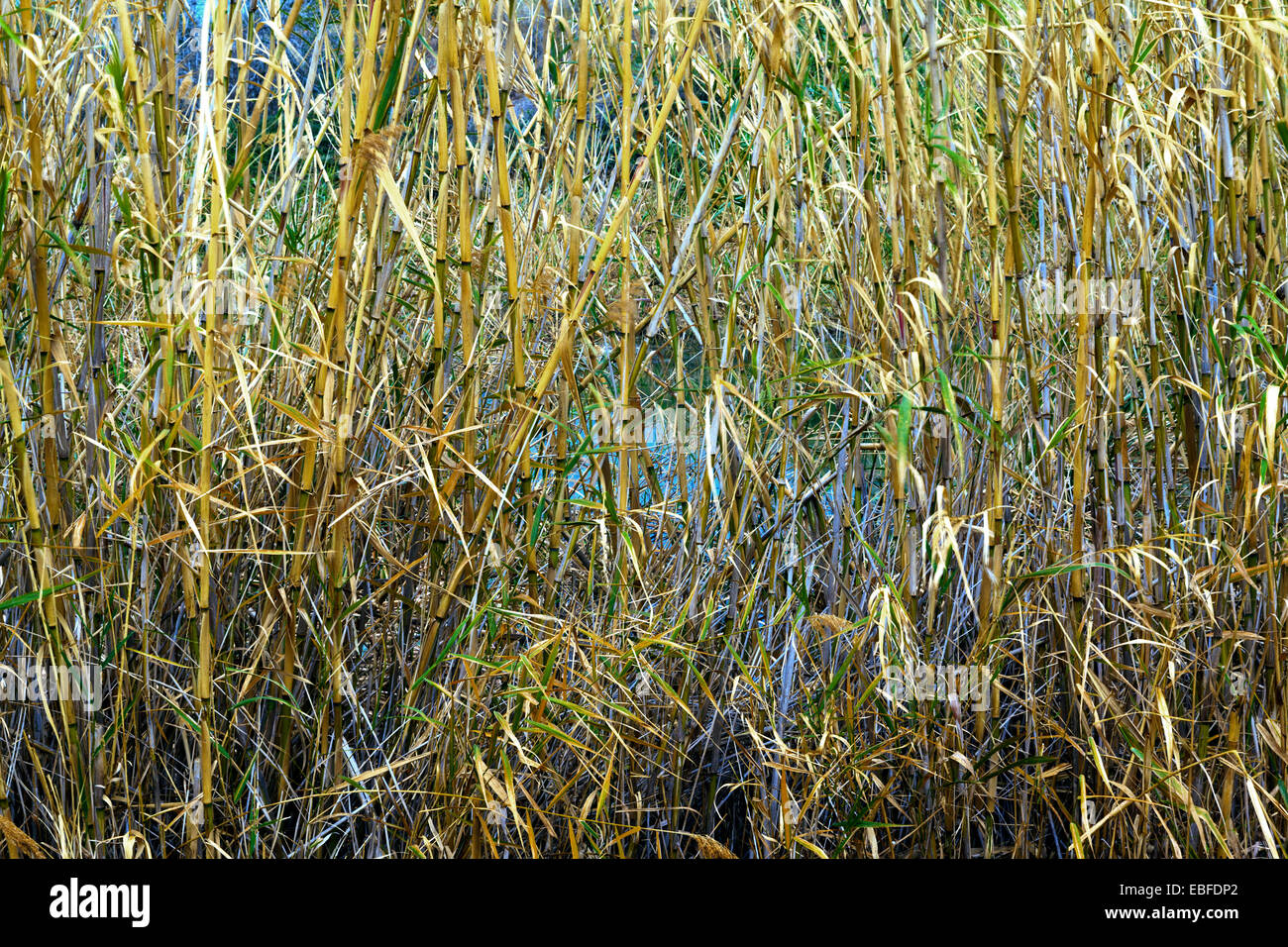 Bamboo Grasses in Winter Stock Photo - Alamy