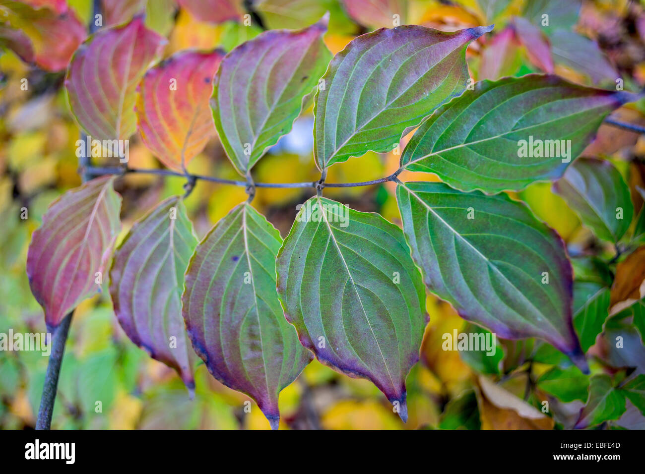 Kousa dogwood multicolor autumn leaves Cornus kousa Stock Photo - Alamy