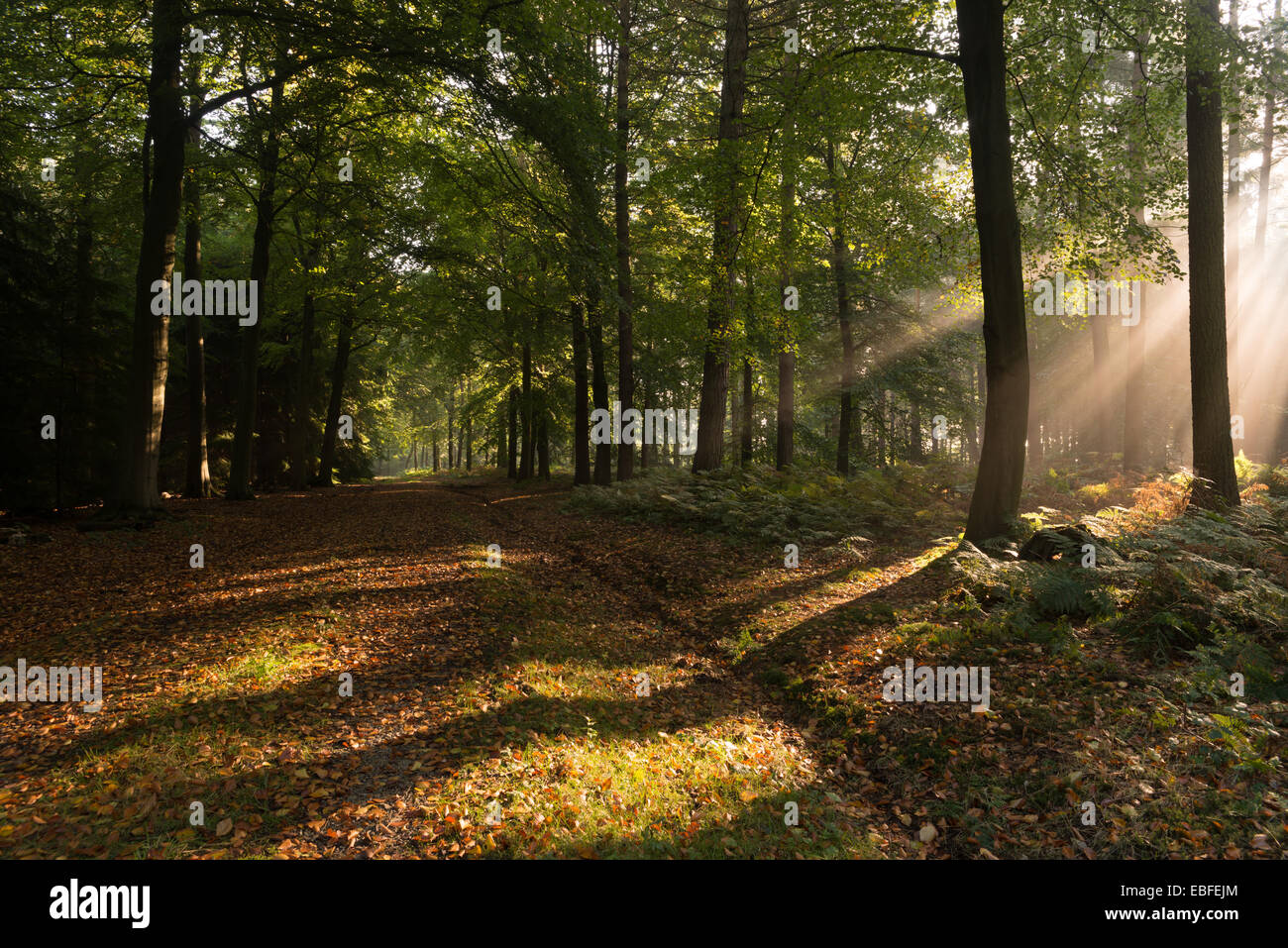 Bursting through trees hi-res stock photography and images - Alamy