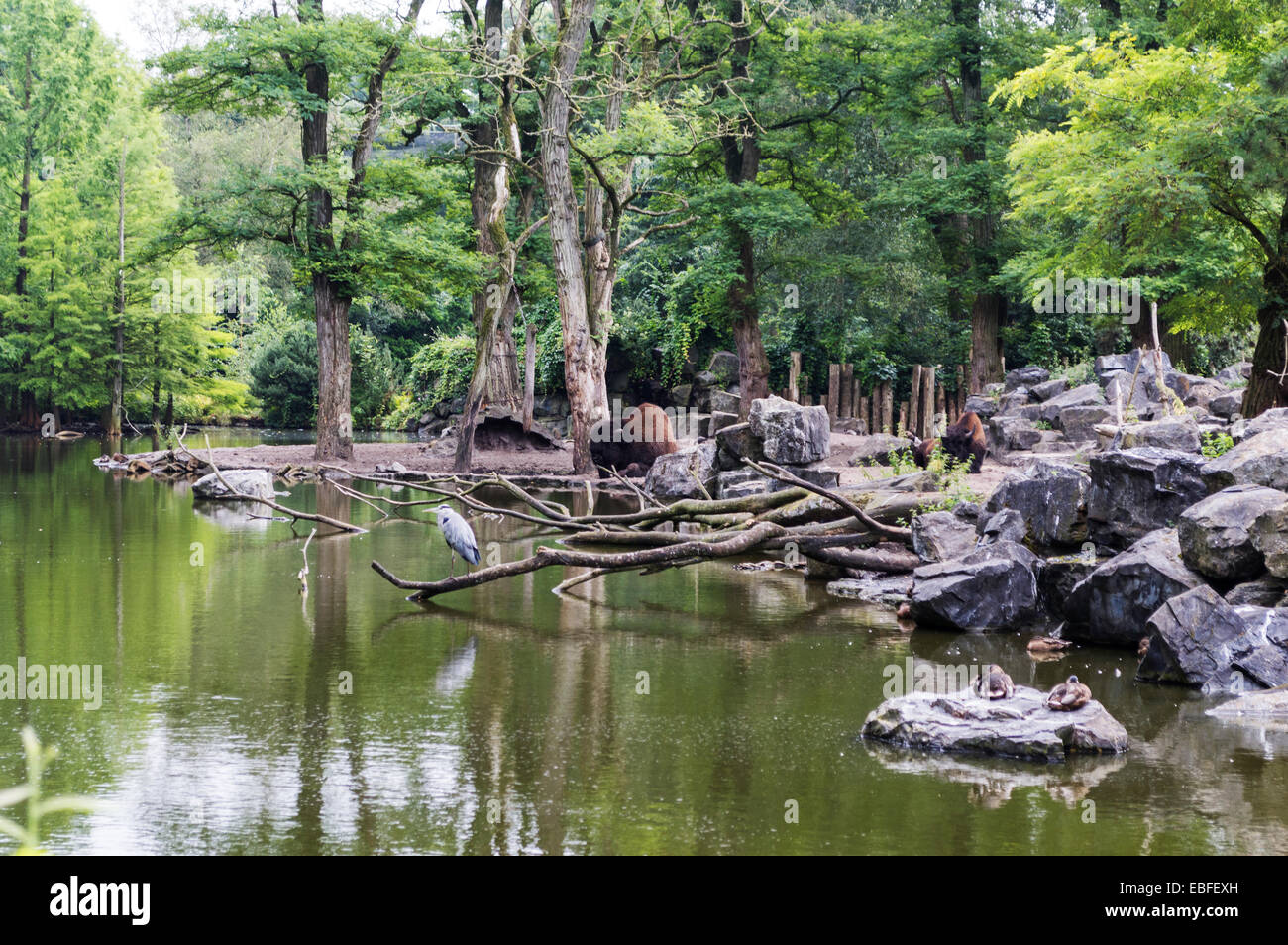 bison animal near water with trees at the river Stock Photo - Alamy