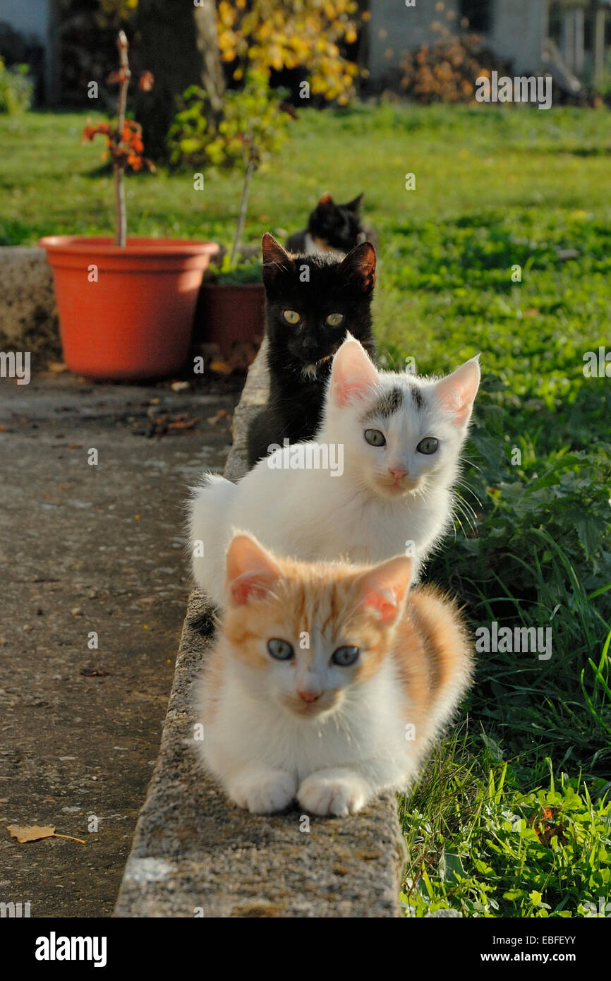 three kittens of different color in a row Stock Photo - Alamy
