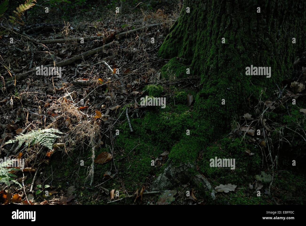 Surrounding a tree hi-res stock photography and images - Alamy