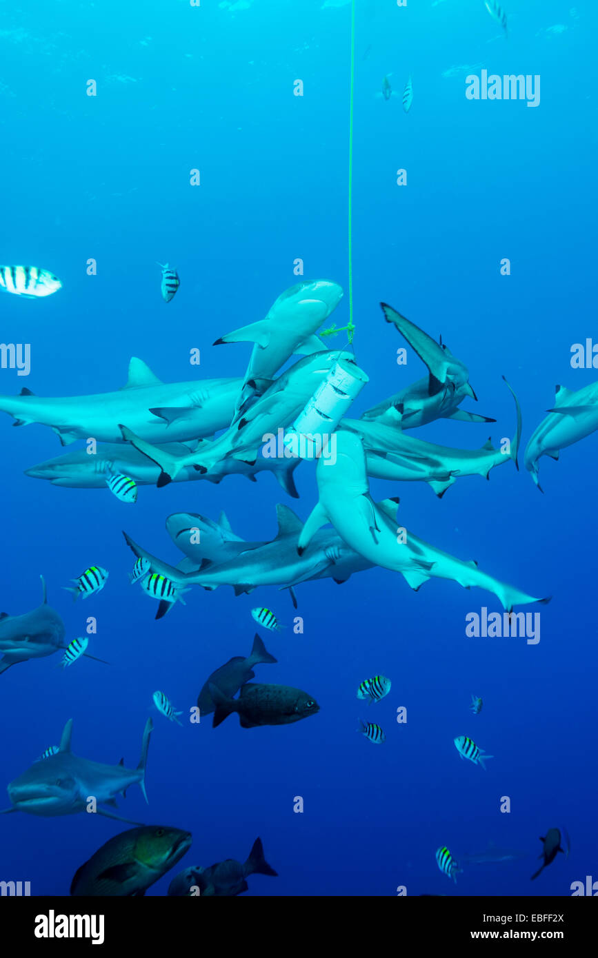 Shark Diving. Sharks, attracted to the smell of fish. at Yap, Federated ...