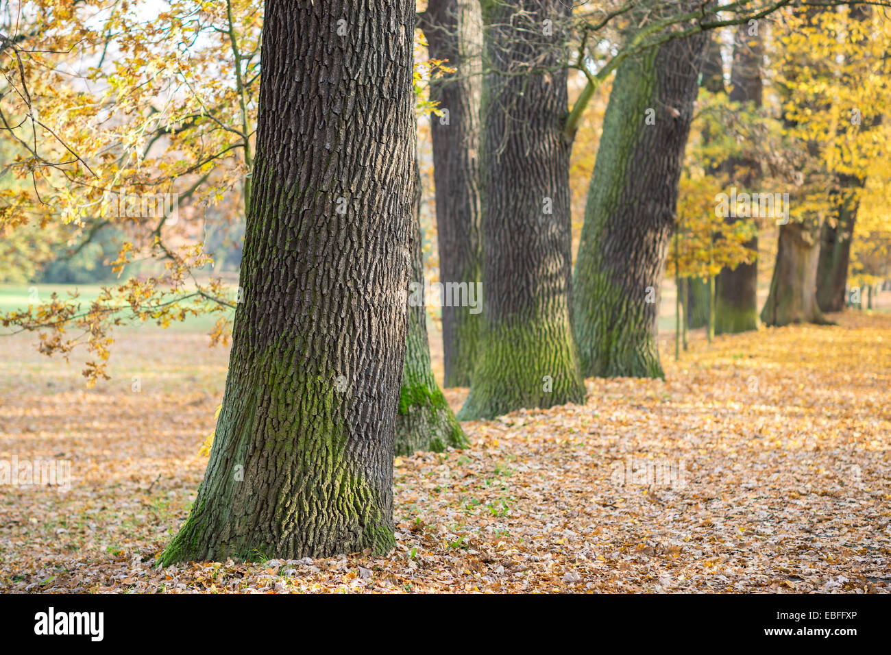 Trees along lane hi-res stock photography and images - Alamy