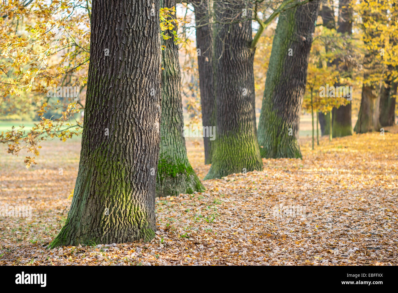 Row of old oak trees along autumn lane Quercus robur Stock Photo - Alamy