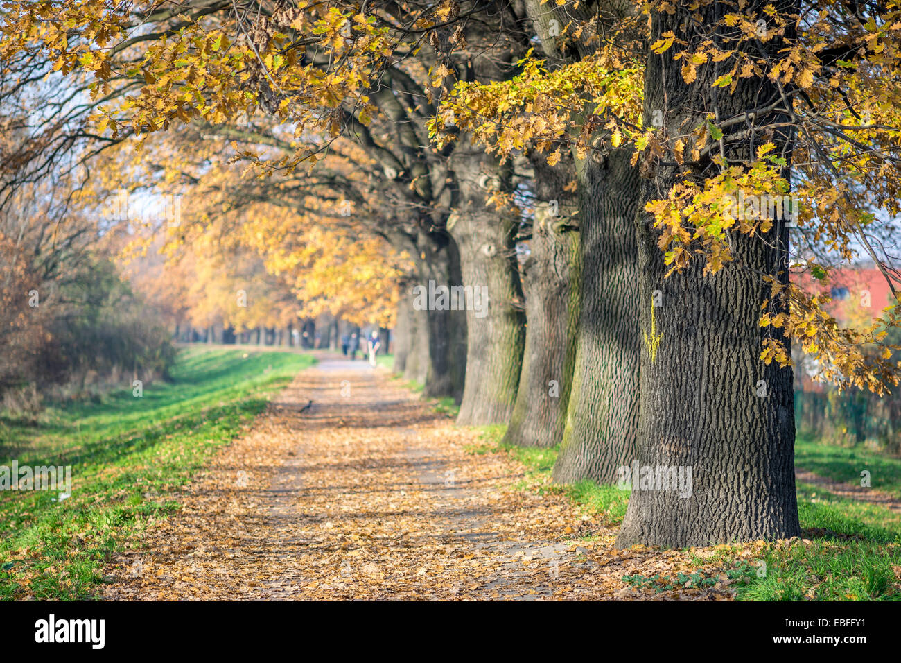 Row of trees along hi-res stock photography and images - Alamy