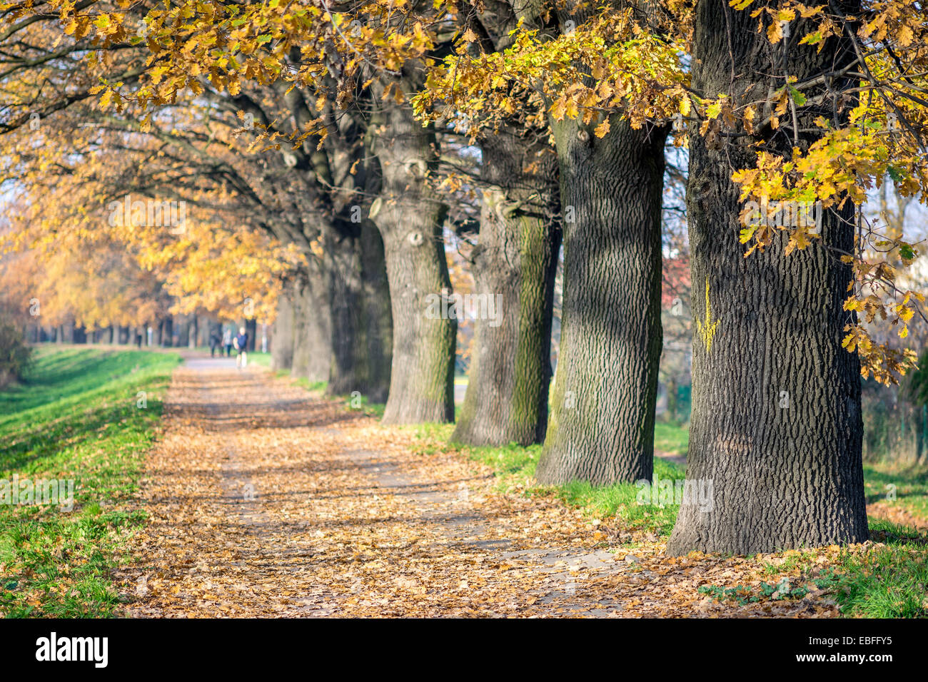 Row of oak trees hi-res stock photography and images - Alamy