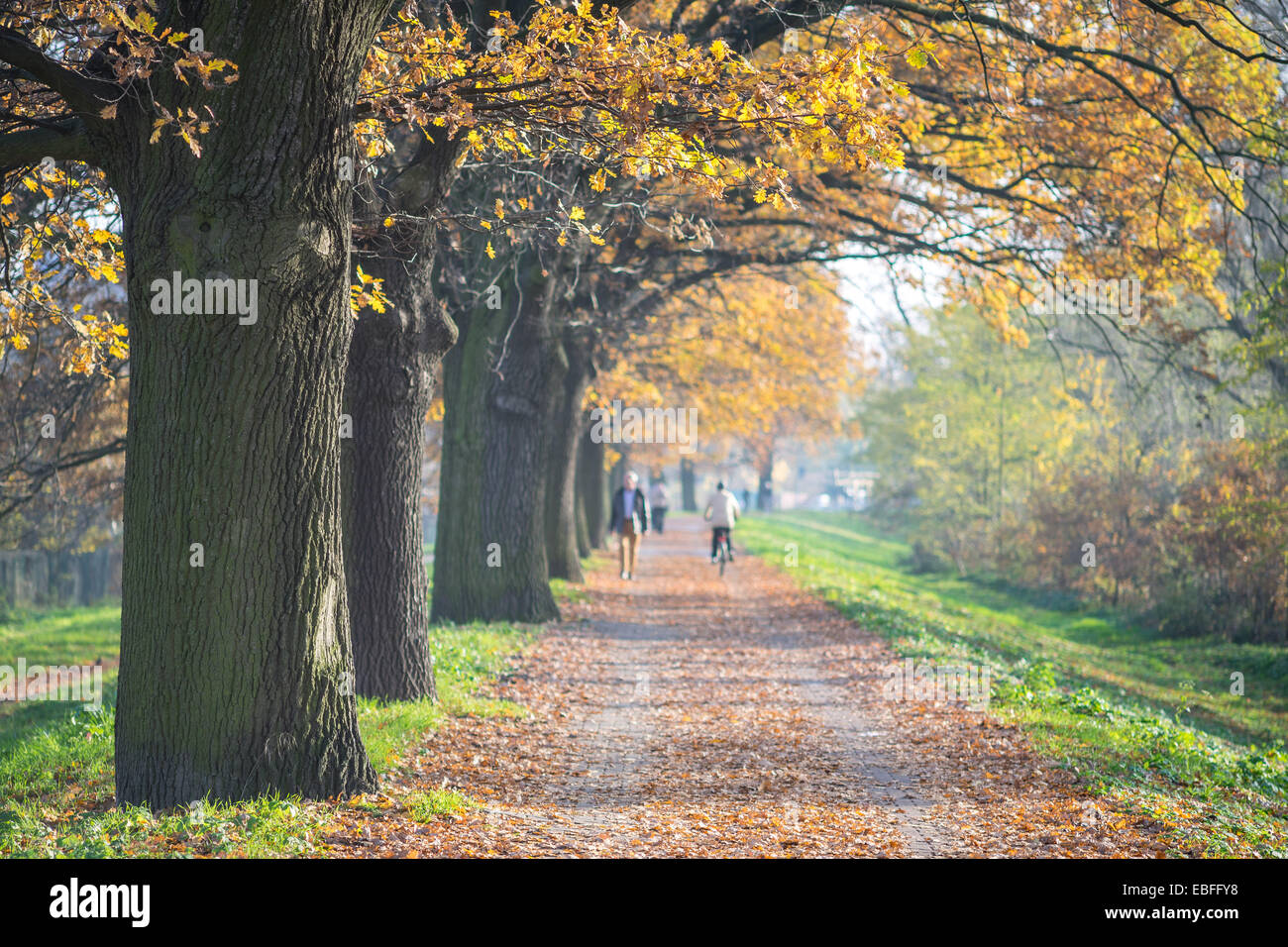 Row of old oak trees along autumn lane Quercus robur Stock Photo - Alamy