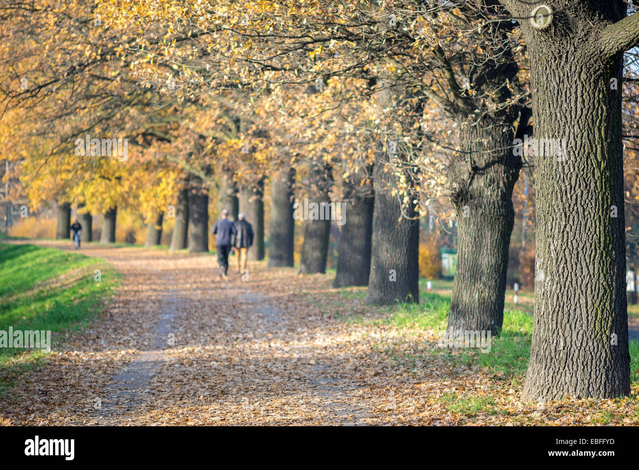 Row of oak trees hi-res stock photography and images - Alamy
