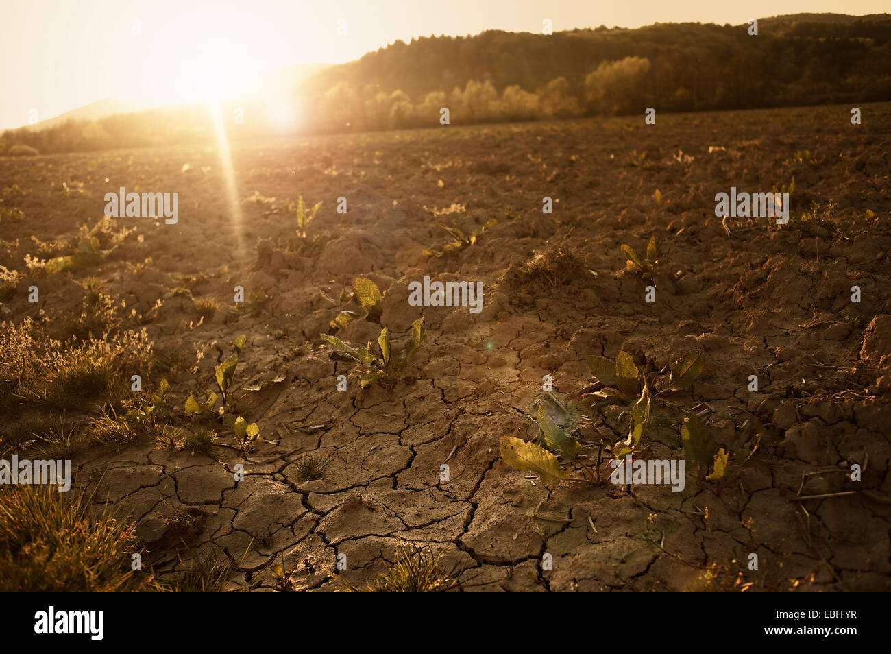 Drought land dry tree hi-res stock photography and images - Alamy