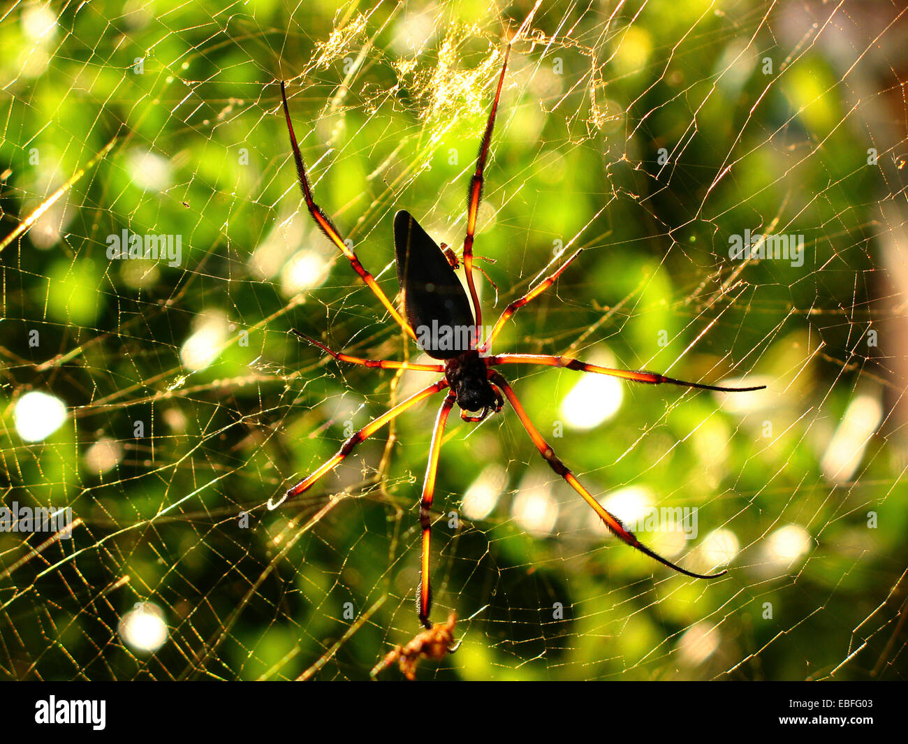 Seychelles palm spider sitting on its cobweb Stock Photo - Alamy