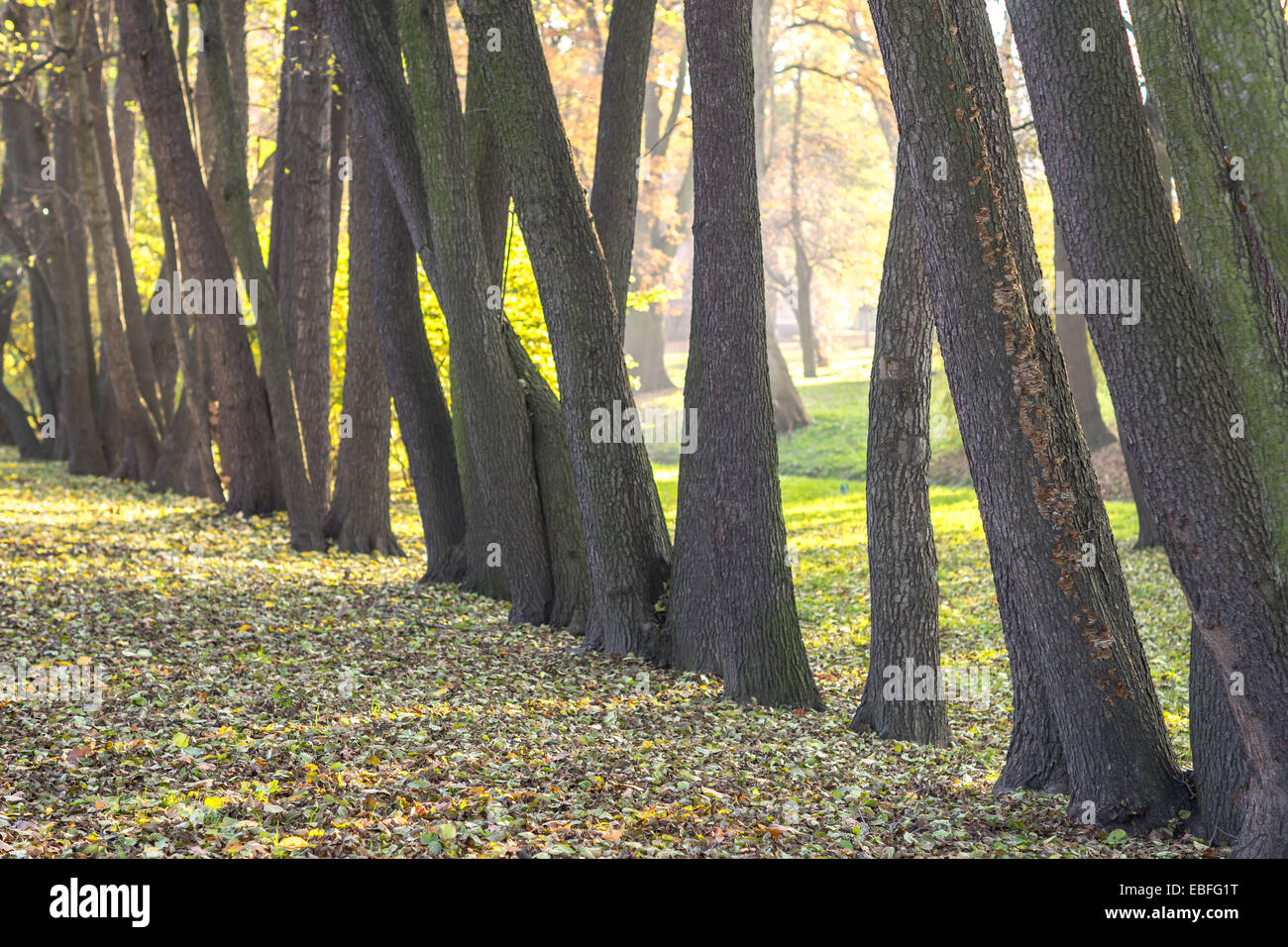 Alder trees alnus glutinosa hi-res stock photography and images - Alamy