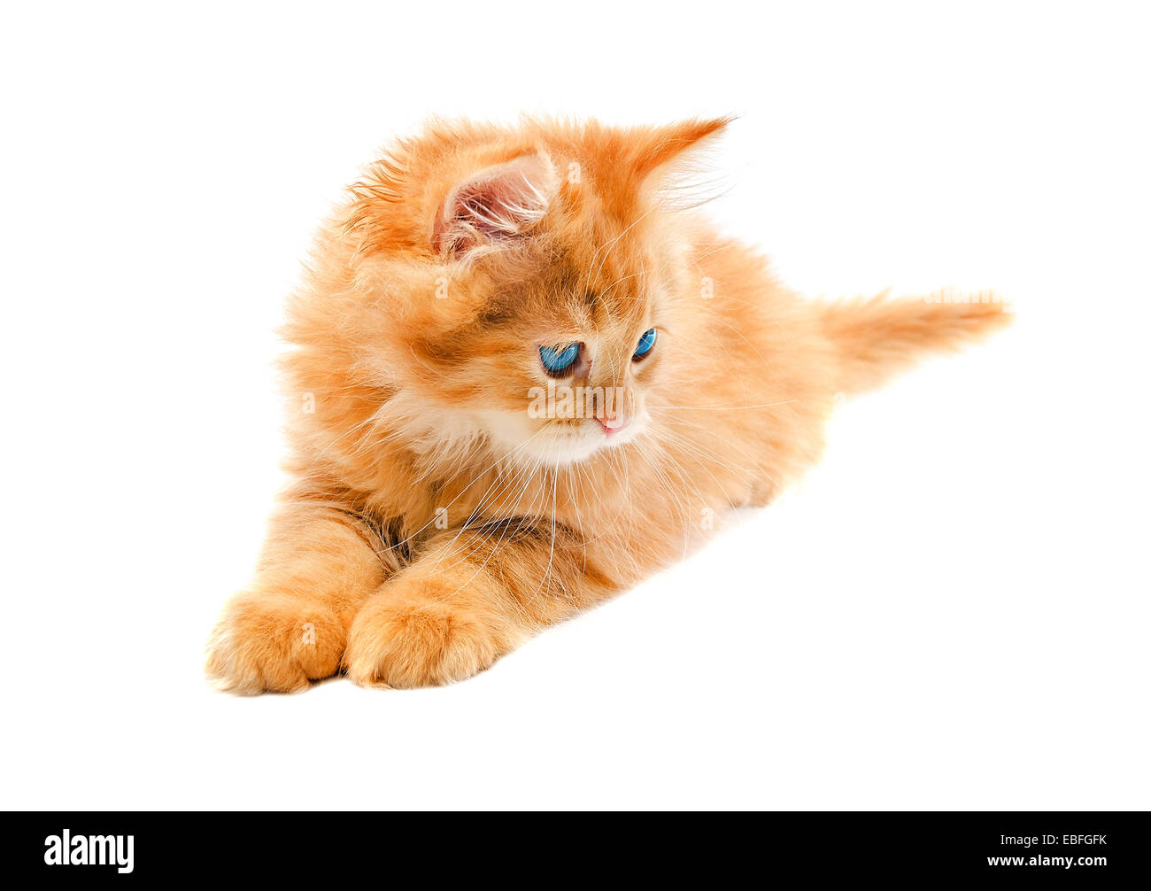 Ginger cat paws on Cut Out Stock Images & Pictures - Alamy