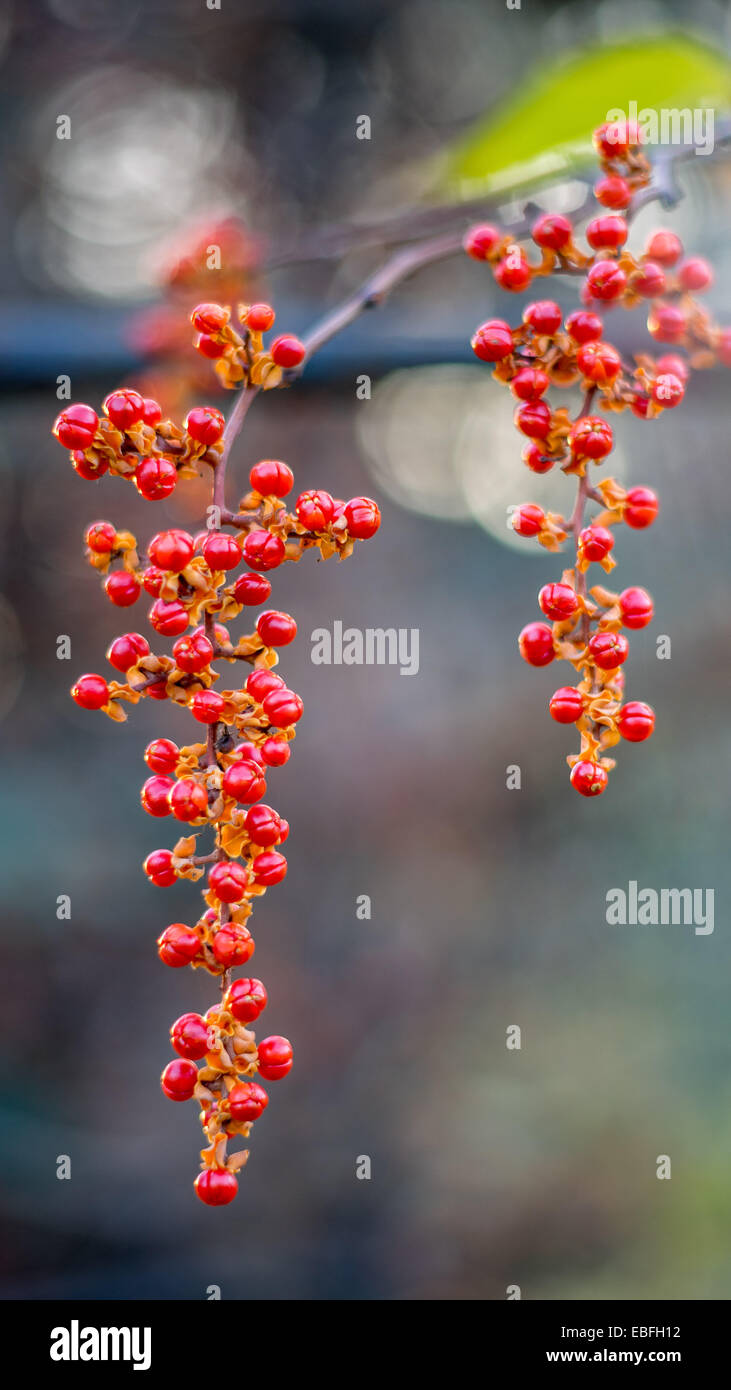 American Bittersweet red autumn fruits berries close up Celastrus ...