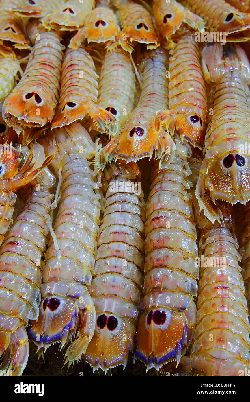 Shell fish hi-res stock photography and images - Alamy