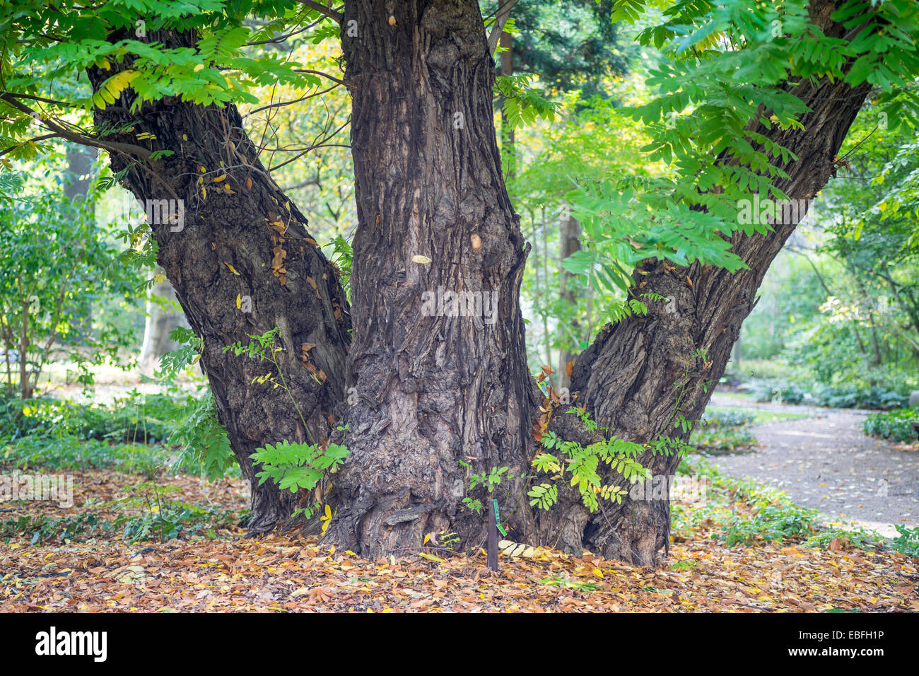 Pterocarya fraxinifolia Old Caucasian Wingnut tree Stock Photo - Alamy