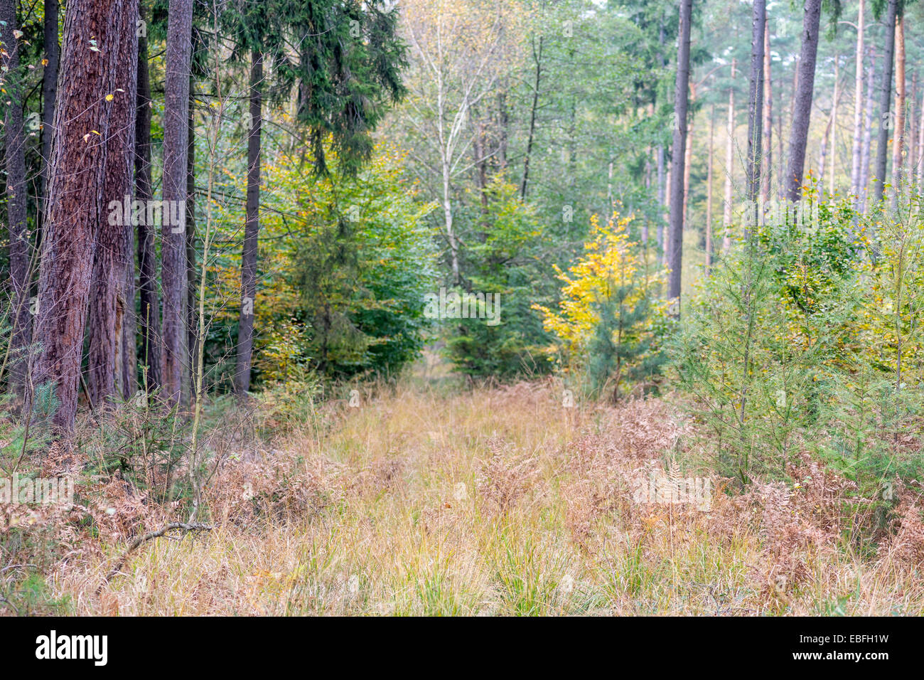 Pine tree Northern European forest in autumn Stock Photo - Alamy