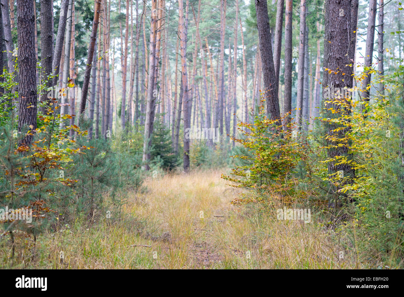 Pine tree Northern European forest in autumn Stock Photo - Alamy